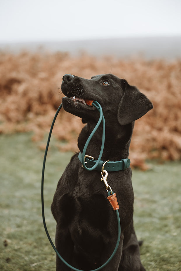 Biothane Rope Lead – Mackenzie & George